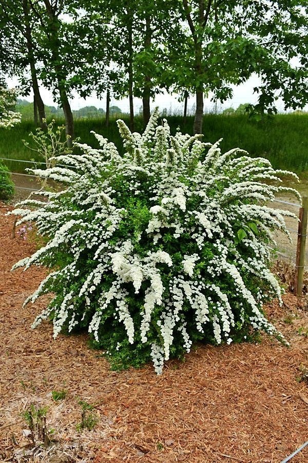 Tawuła nippońska Snowmound doniczka 3L